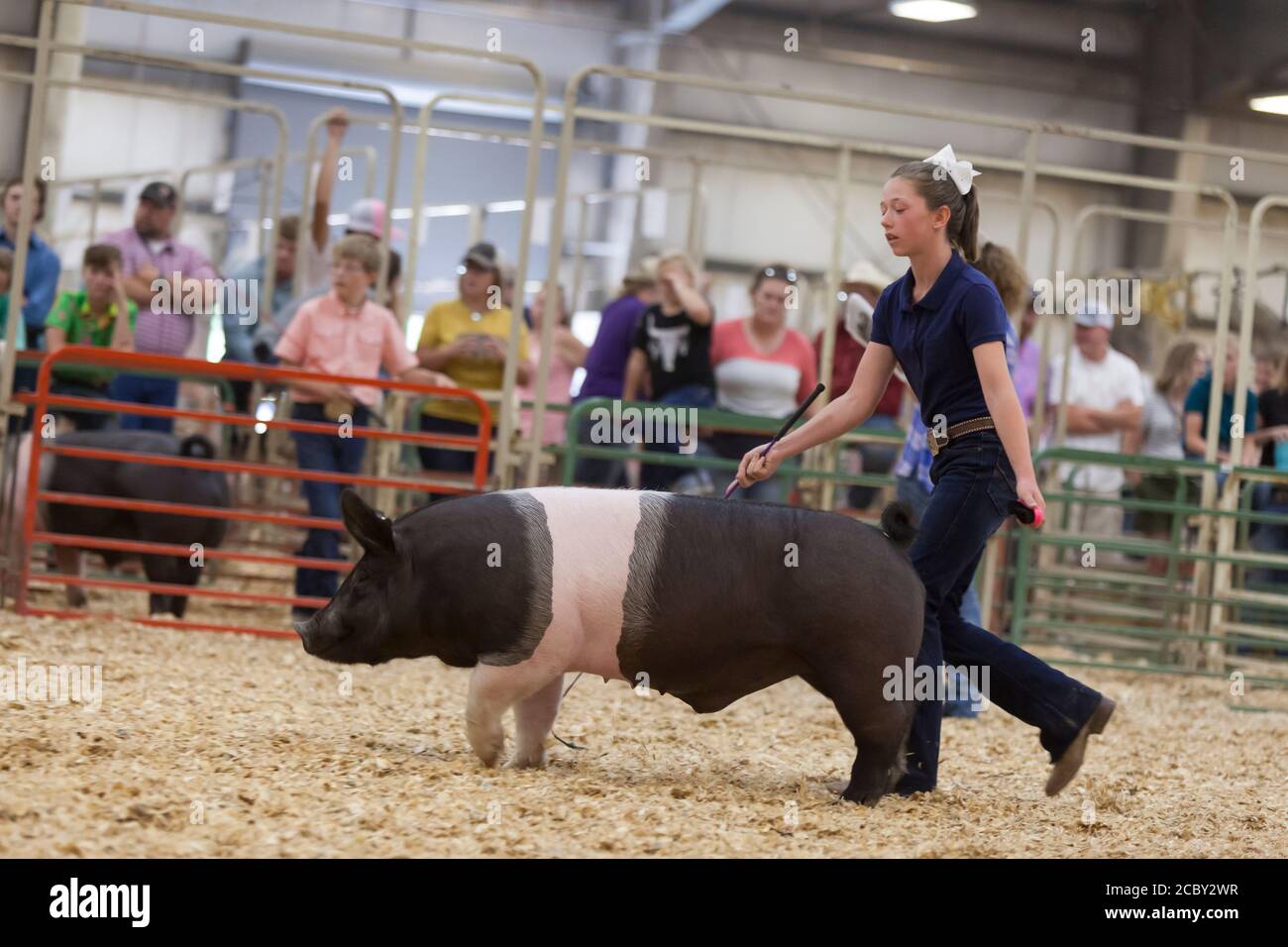 A young woman drives her hog in the ring with a livestock cane during ...