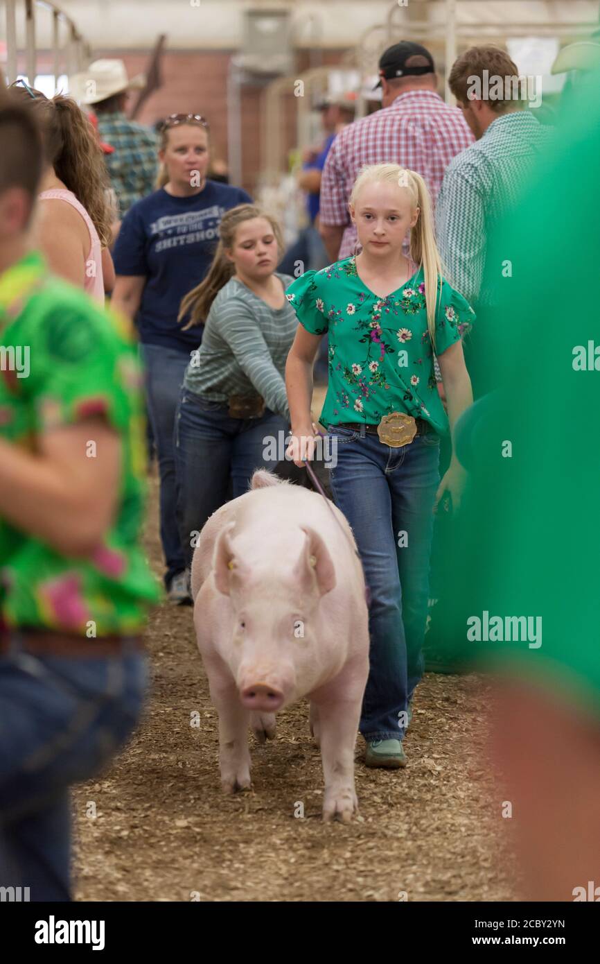 Pig judging usa hi-res stock photography and images - Alamy