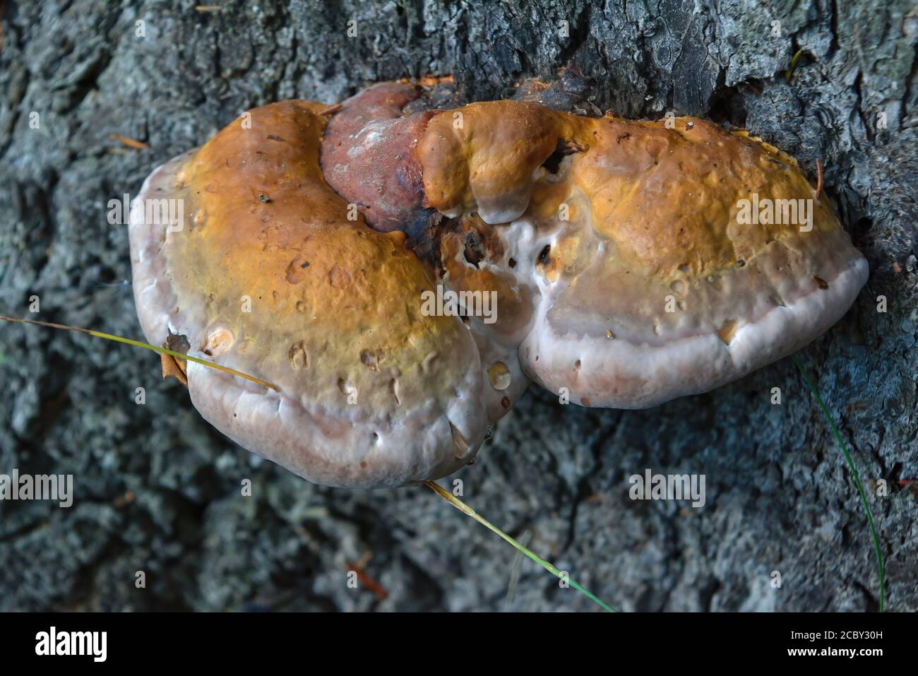 Fruit bodies of Ganoderma lucidum on the trunk of a tree Stock Photo ...