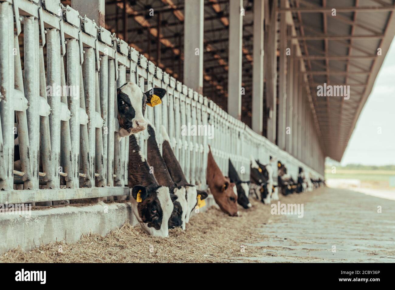 Cows eat hay on dairy farm. Breeding and feeding for milking cattle ...