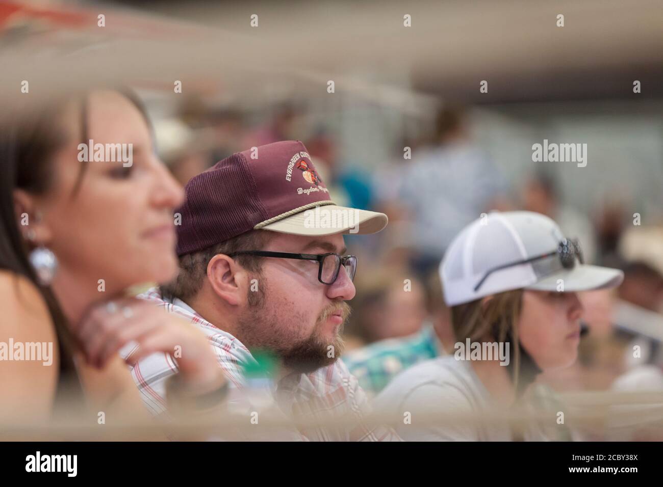 Judges observe animals in the ring during livestock judging at the ...