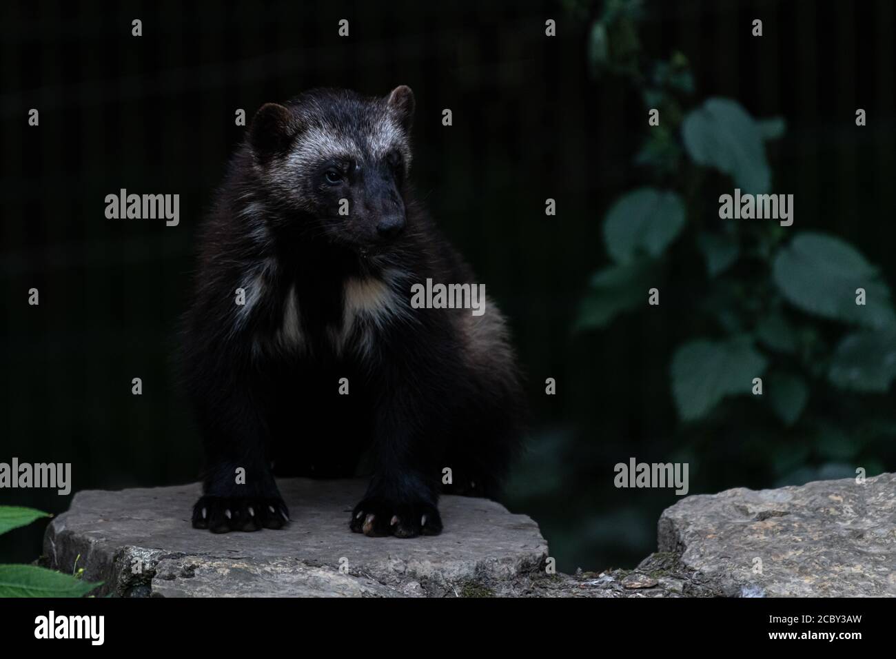 Skunk bear hi-res stock photography and images - Alamy