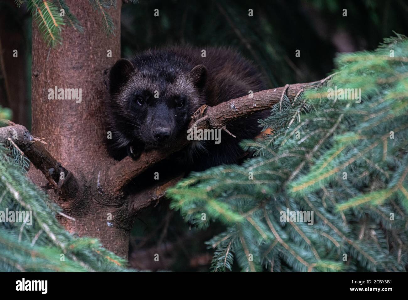 Skunk bear hi-res stock photography and images - Alamy