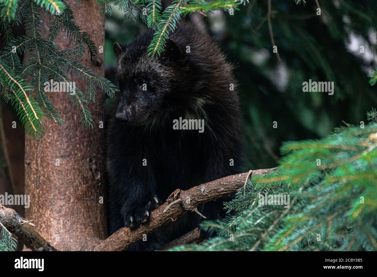 Wolverine or Skunk Bear (Gulo gulo Stock Photo - Alamy