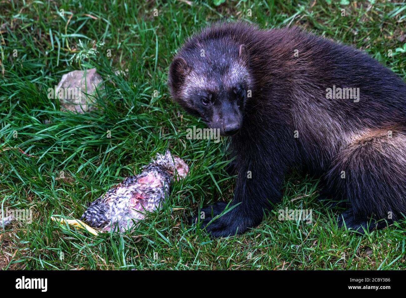 Skunk bear hi-res stock photography and images - Alamy