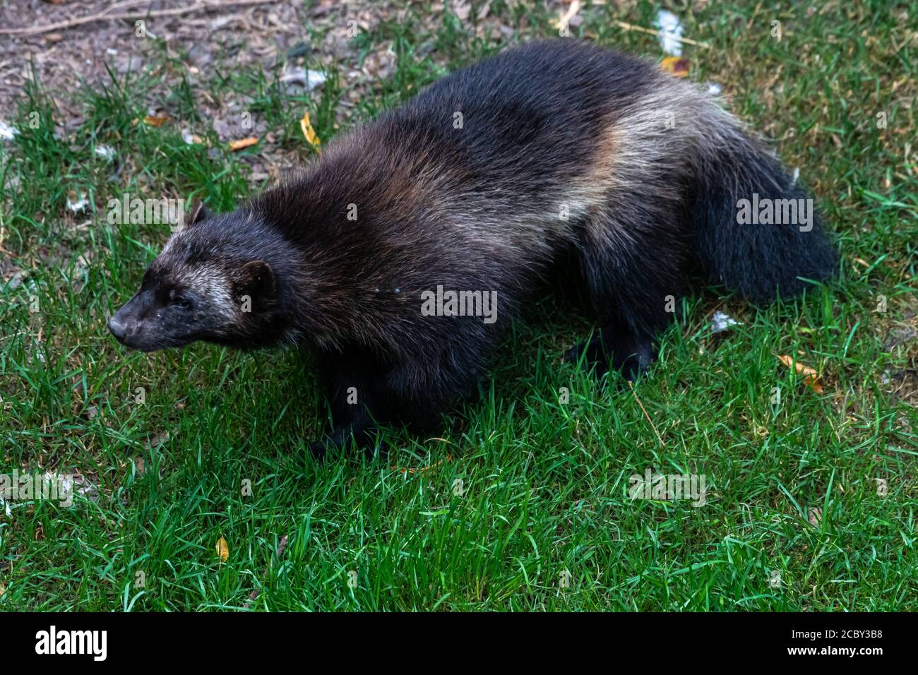 Skunk bear hi-res stock photography and images - Alamy