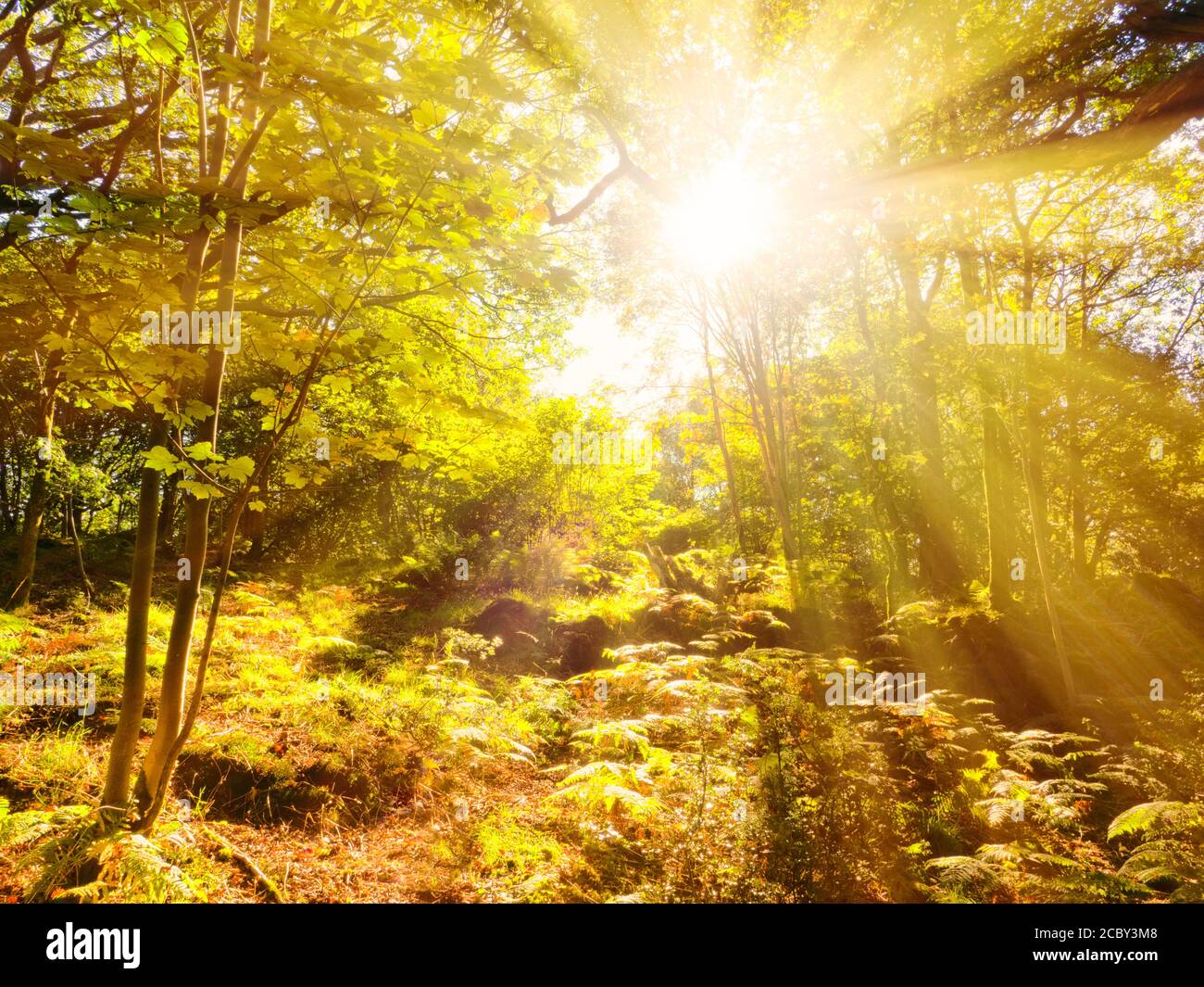 Go scattered hi-res stock photography and images - Alamy