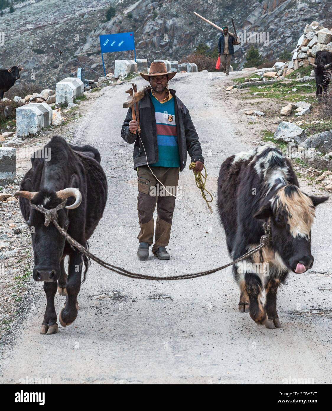 Farmer with cows and bulls in Chitkul village in Himachal Pradesh ...