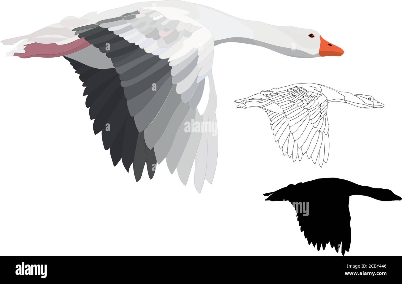 Flying Gooses. Vector image. White background Stock Vector Image & Art ...