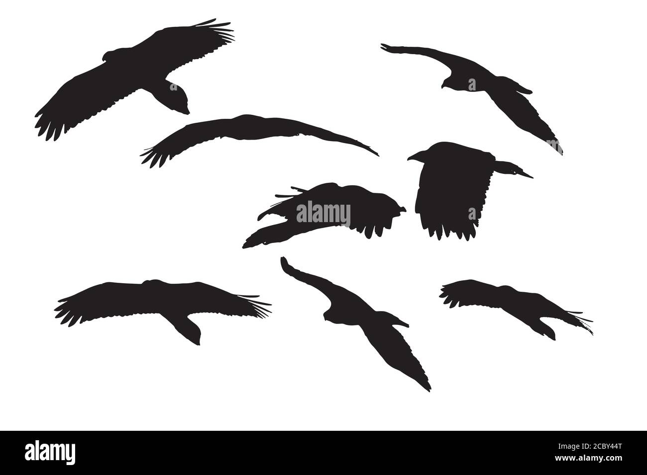 Bird of prey. Vector images. White background Stock Vector Image & Art ...