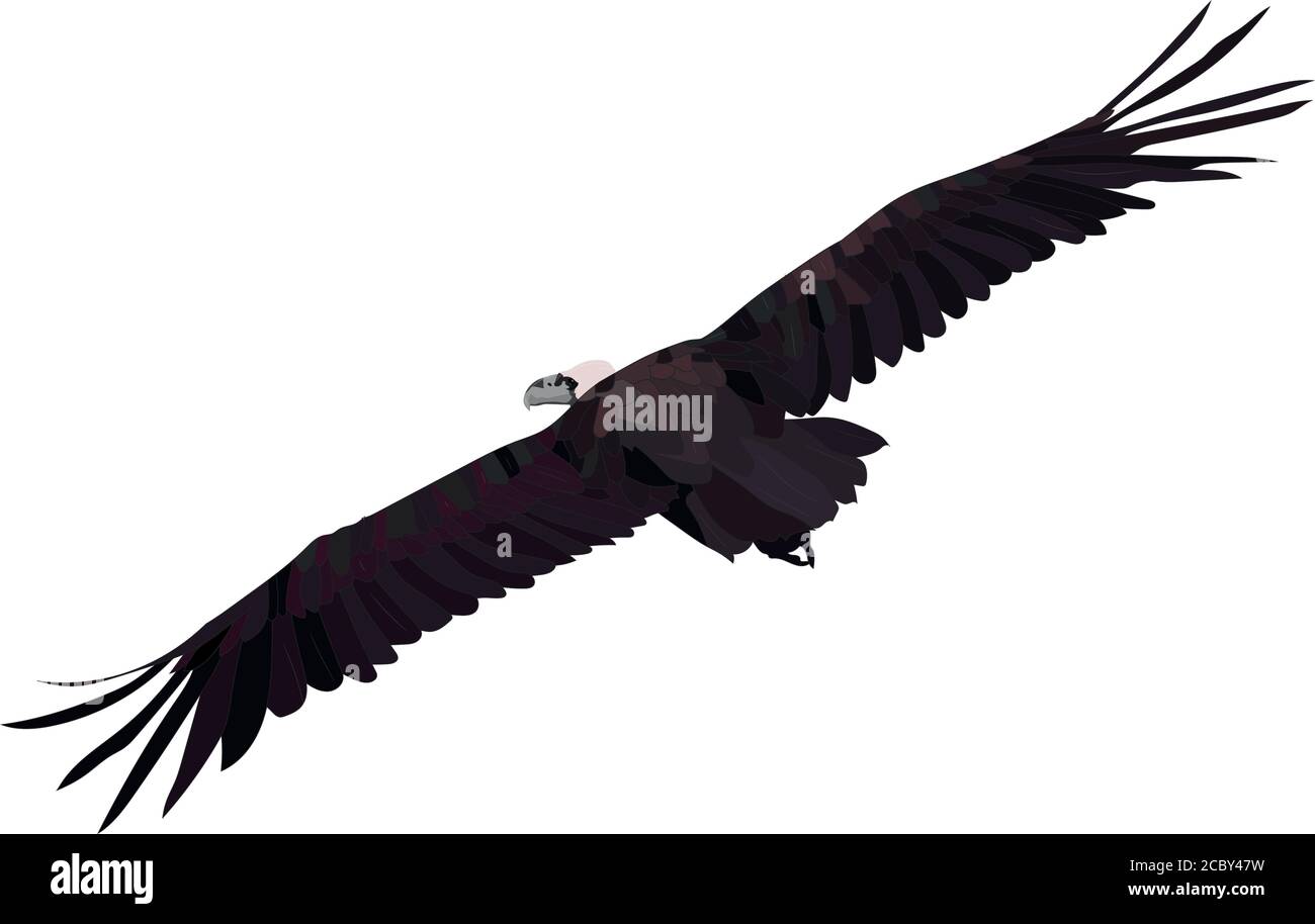 Bird of prey. Vector images. White background Stock Vector Image & Art ...
