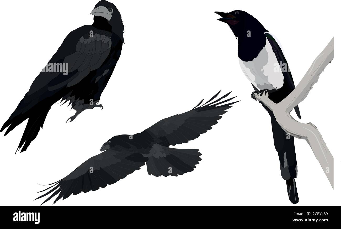 Crows. Rook, Magpie and Raven. Realistic vector image. White background ...