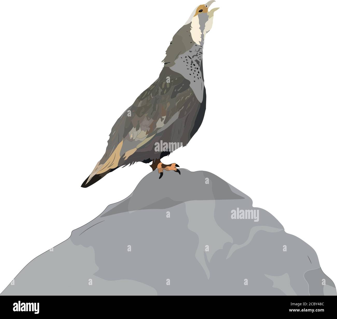 Caspian Snowcock, Tetraogallus caspius. Vector image. White background ...