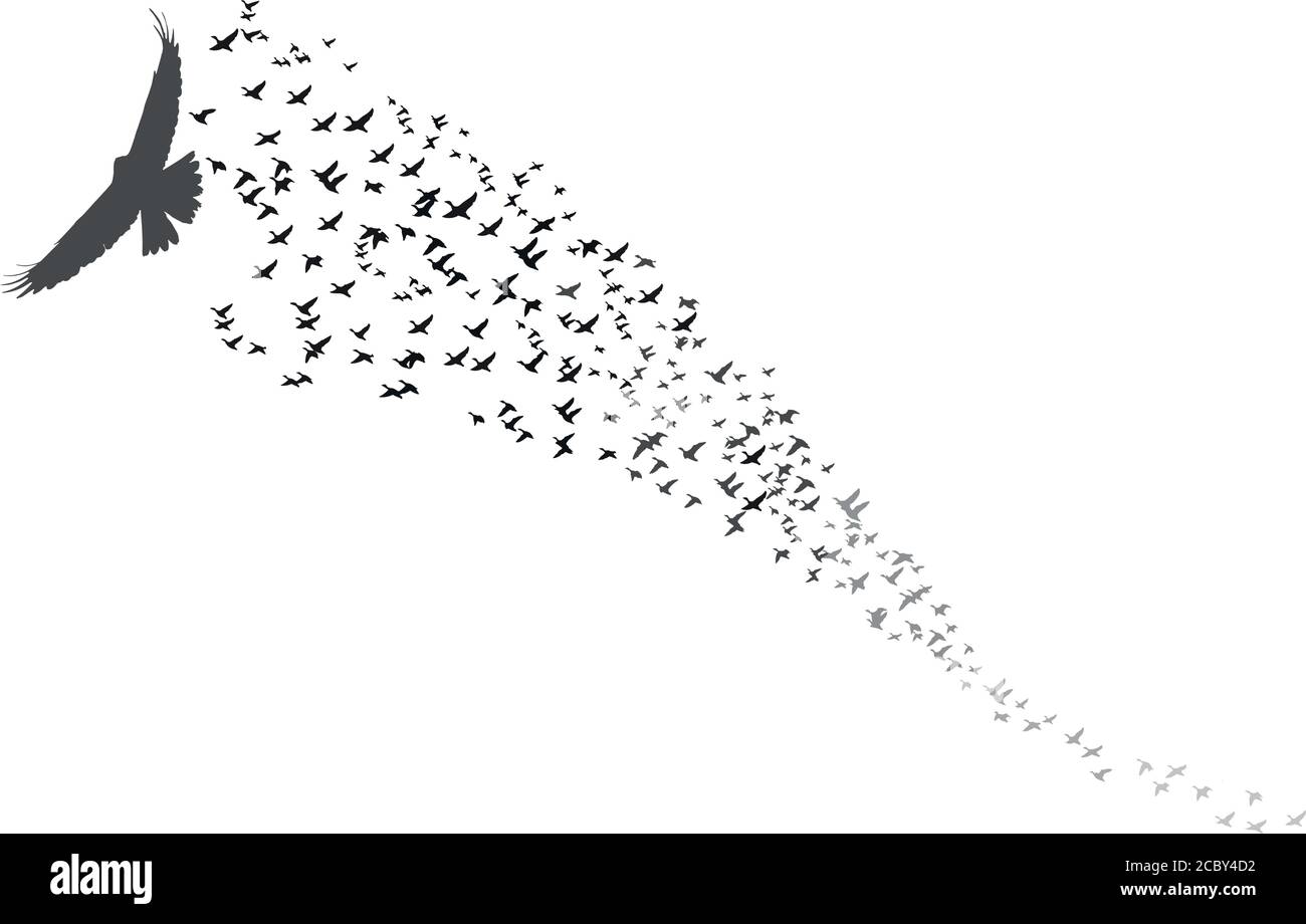 Flying birds. Flok of birds. Vector image. White background Stock ...