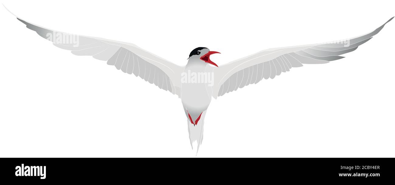 Flying bird. Vector birds. White background Stock Vector Image & Art ...