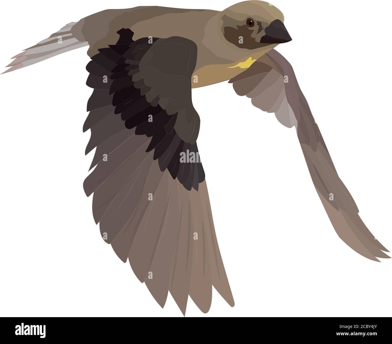 Flying bird. Vector birds. White background Stock Vector Image & Art ...