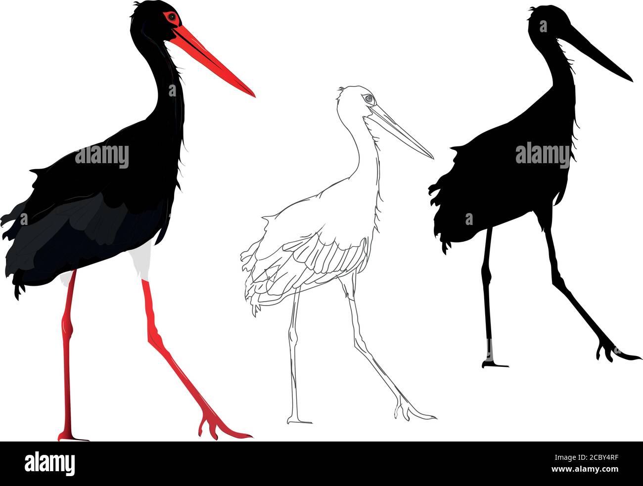 Black Stork. Vector image. White background Stock Vector Image & Art ...