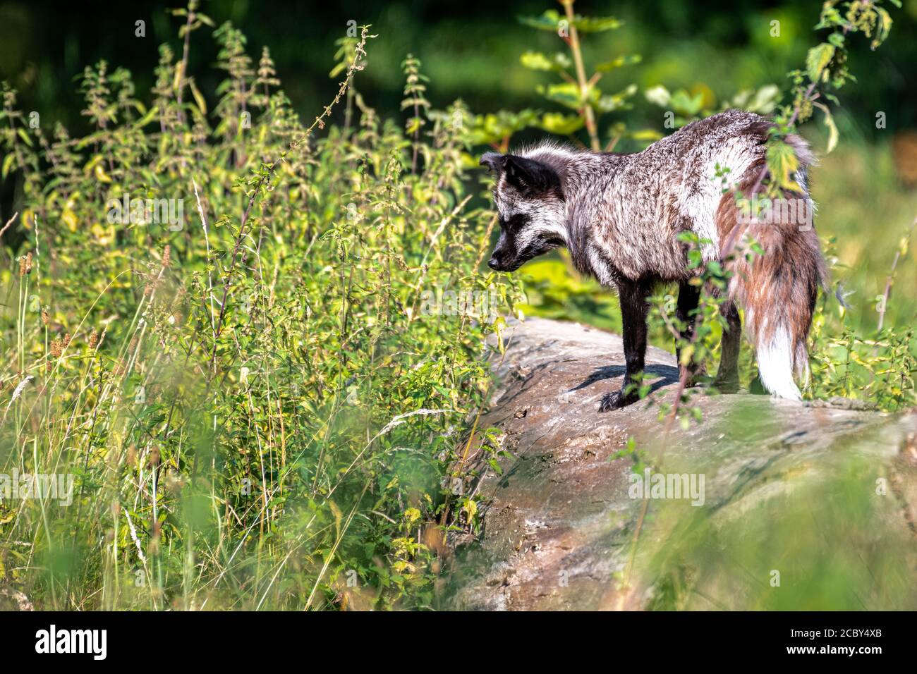 Melanistic fox hi-res stock photography and images - Alamy