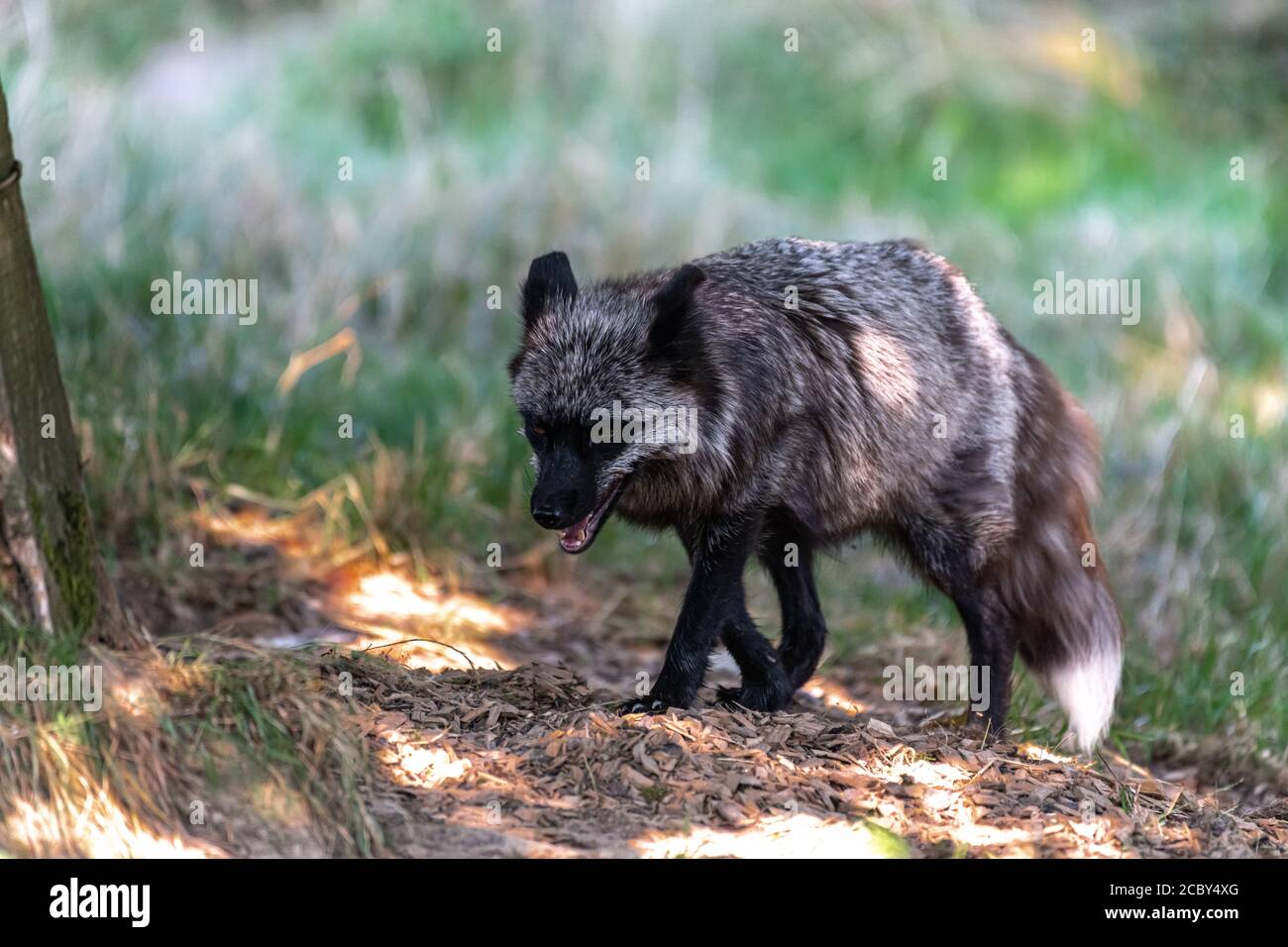 Silver Fox (Vulpes vulpes), Melanistic Form of the Red Fox Stock Photo ...