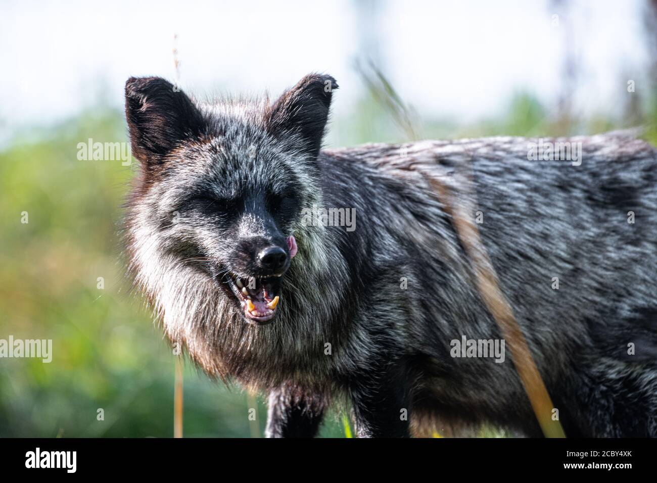 Melanistic form hi-res stock photography and images - Alamy