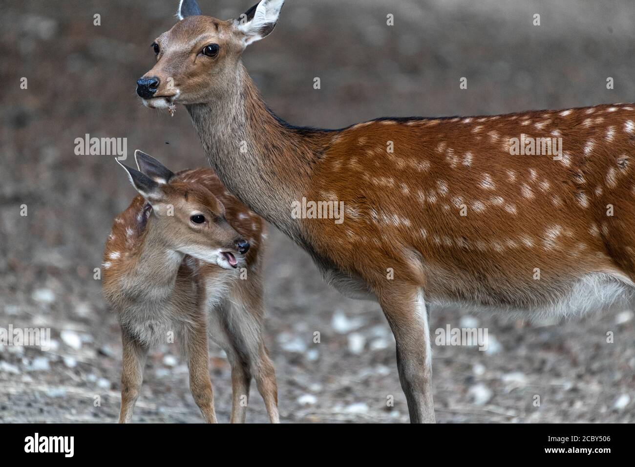 Sika or Japanese Deer (Cervus nippon Stock Photo - Alamy