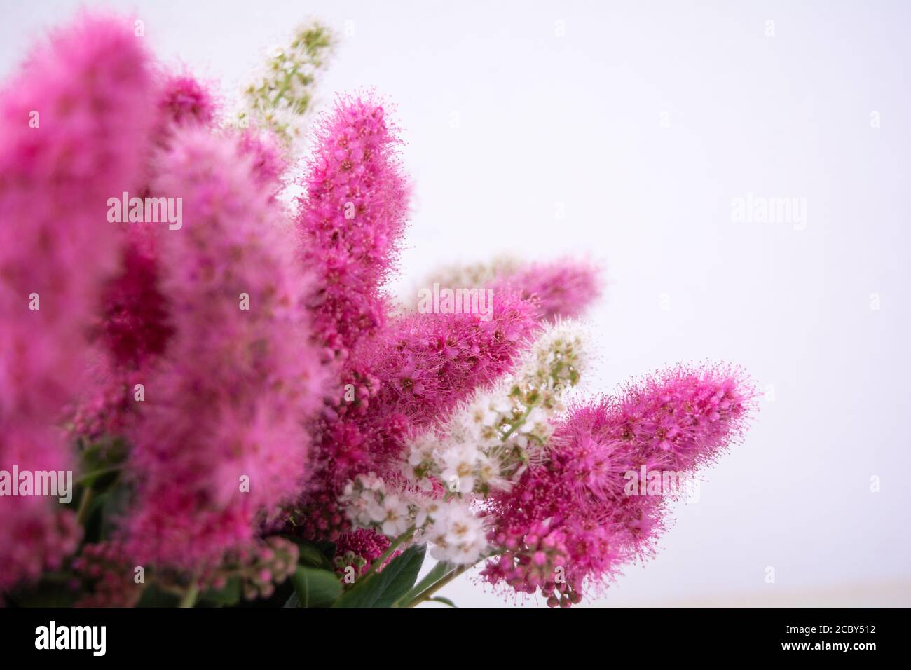 Pink Spirea flowers on bush. Spiraea flowers decorative gardening and ...