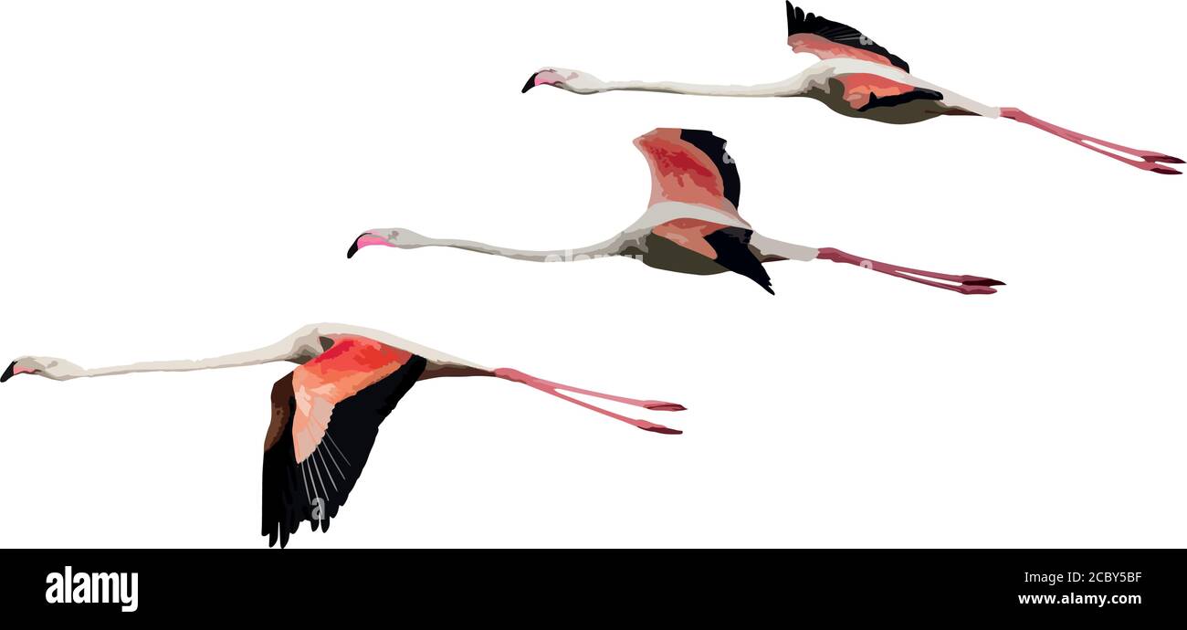 Flying bird. Vector birds. White background. Flamingo Stock Vector ...