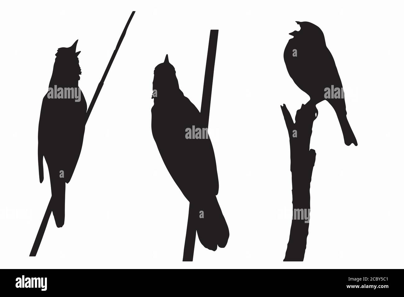 Cute little birds. Vector images. White background Stock Vector Image ...