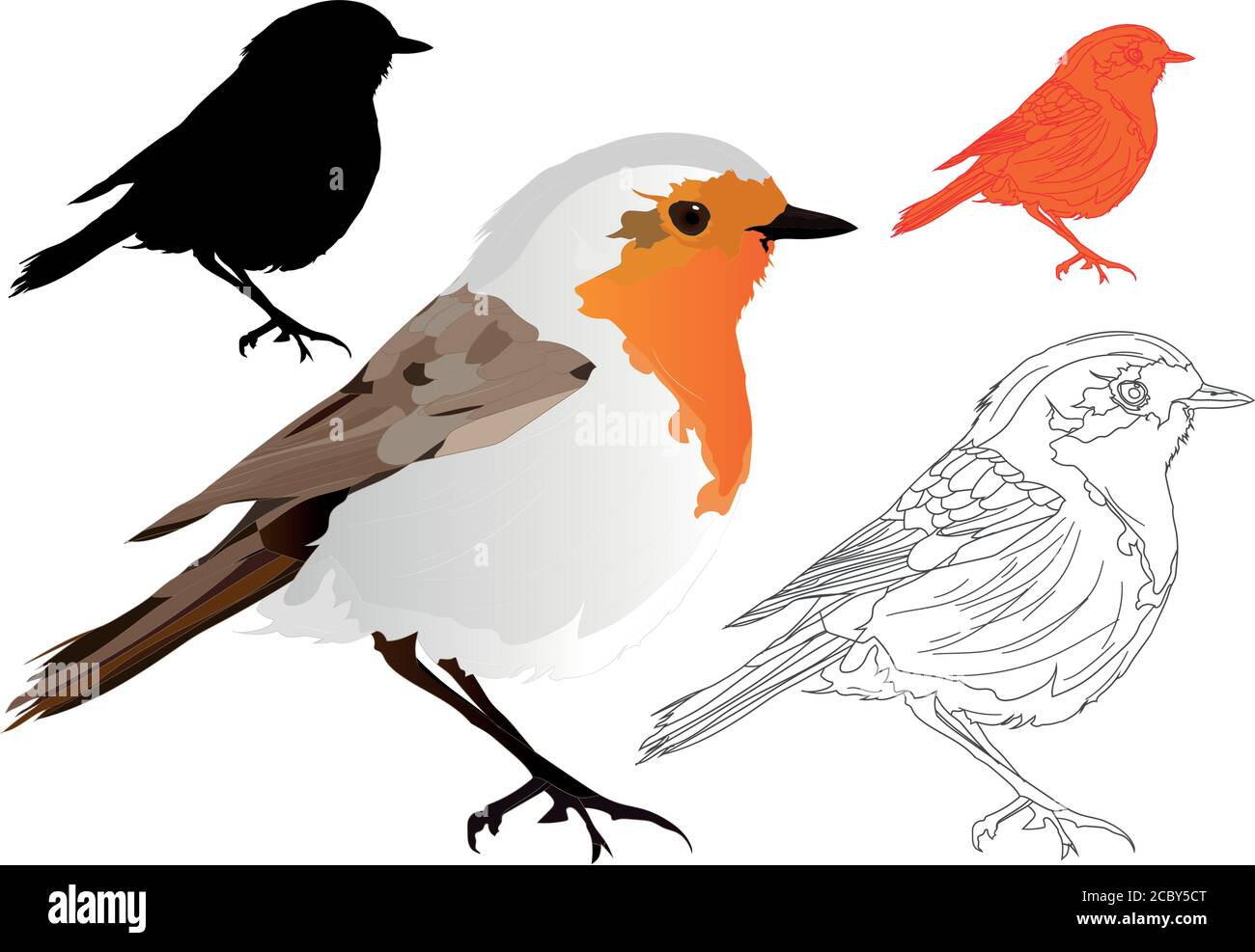 Cute bird Robin. Vector image set. White background Stock Vector Image ...