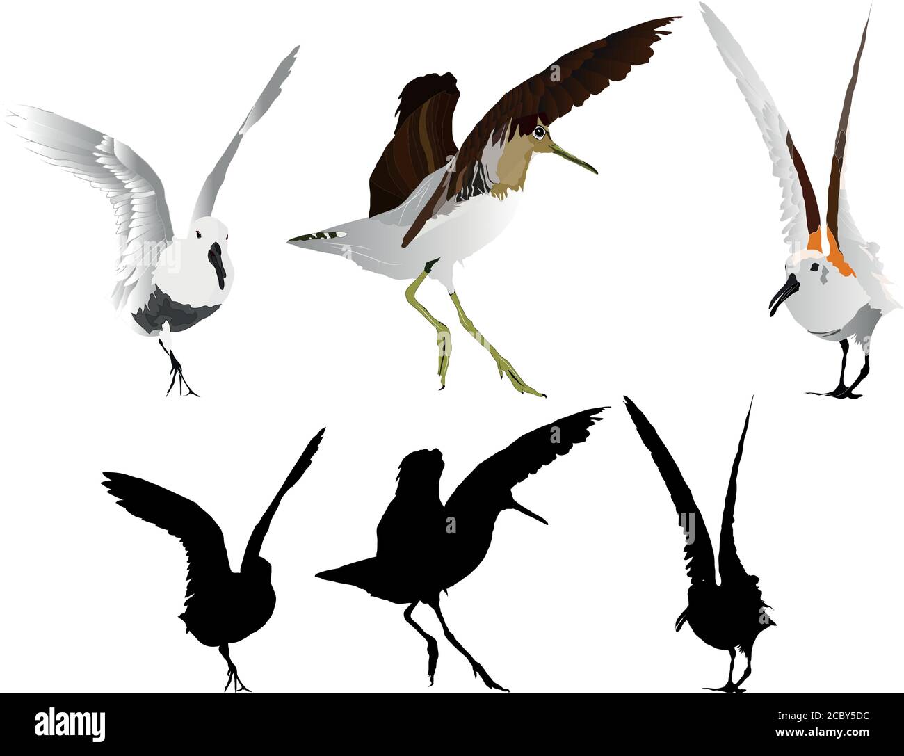 Shore birds. Vector image set. White background Stock Vector Image ...