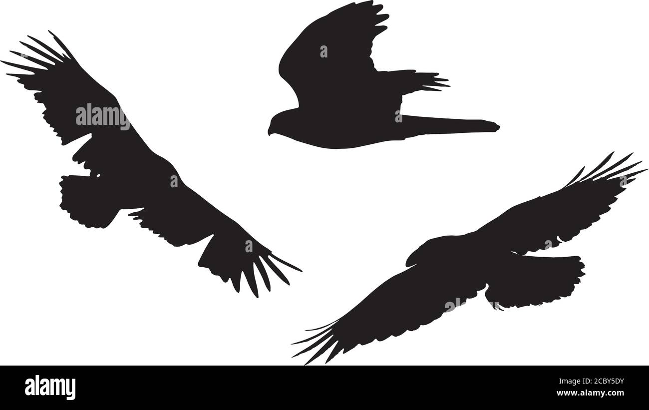 Bird of prey. Vector images. White background Stock Vector Image & Art ...