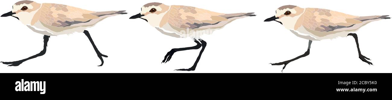 Shore birds. Vector image set. White background Stock Vector Image ...