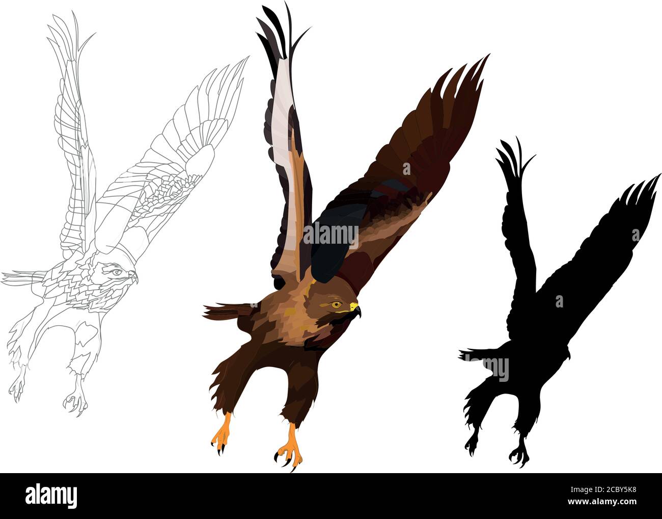 Bird of prey. Vector inages. White background Stock Vector Image & Art ...