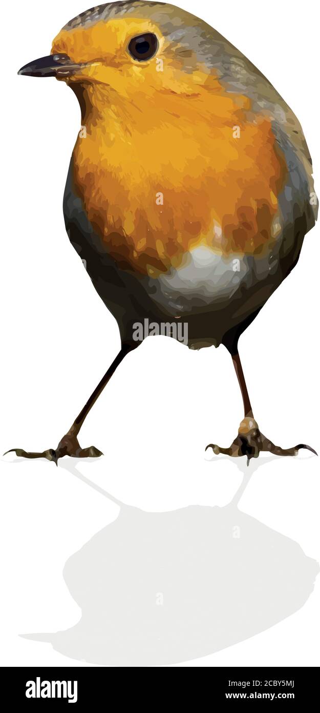 Cute bird Robin. Vector image set. White background Stock Vector Image ...