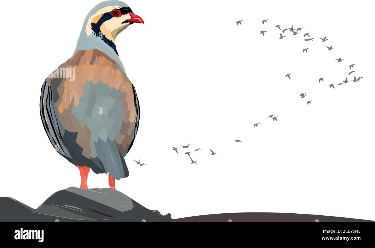 Cute Partridge. Bird: Chukar Partridge. Alectoris chukar. Realistic ...