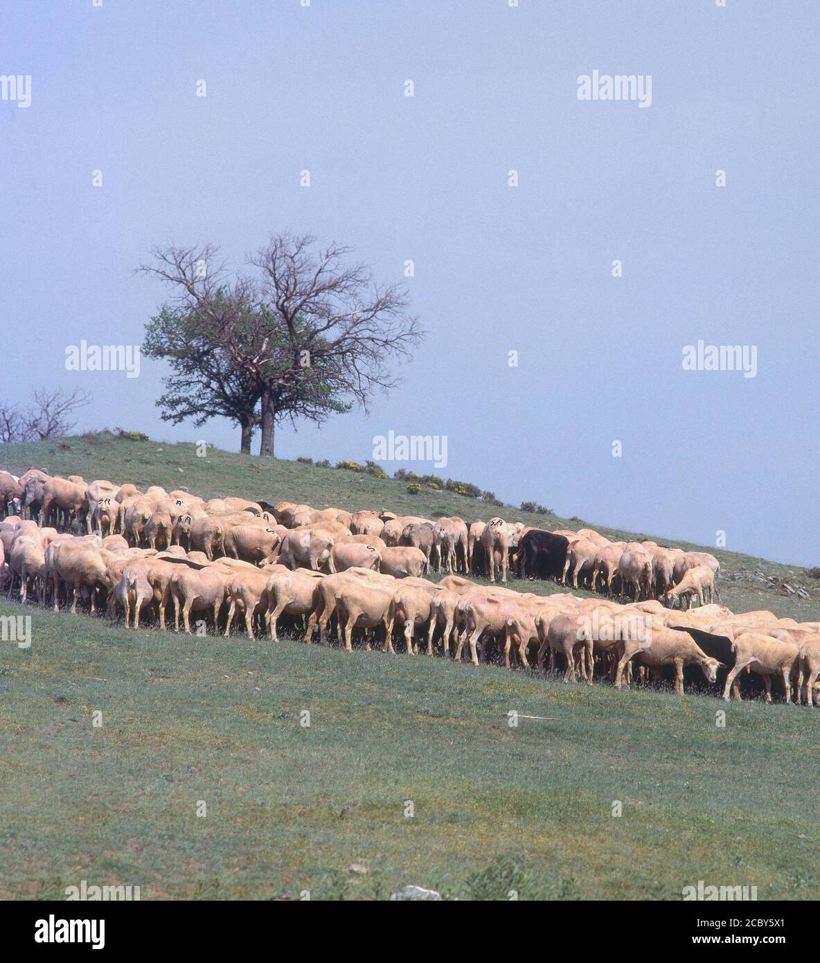Ovejas pastando hi-res stock photography and images - Alamy