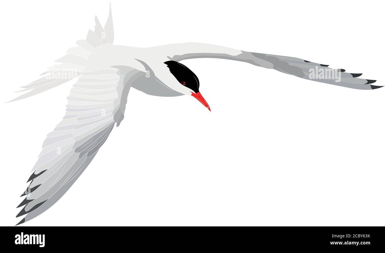 Flying bird. Vector birds. White background Stock Vector Image & Art ...