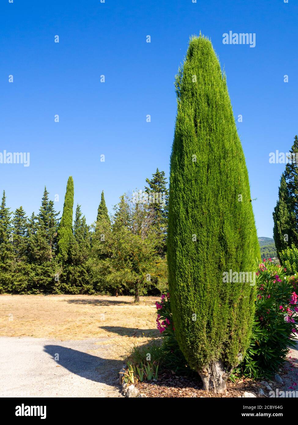 France french cypress trees hi-res stock photography and images - Alamy