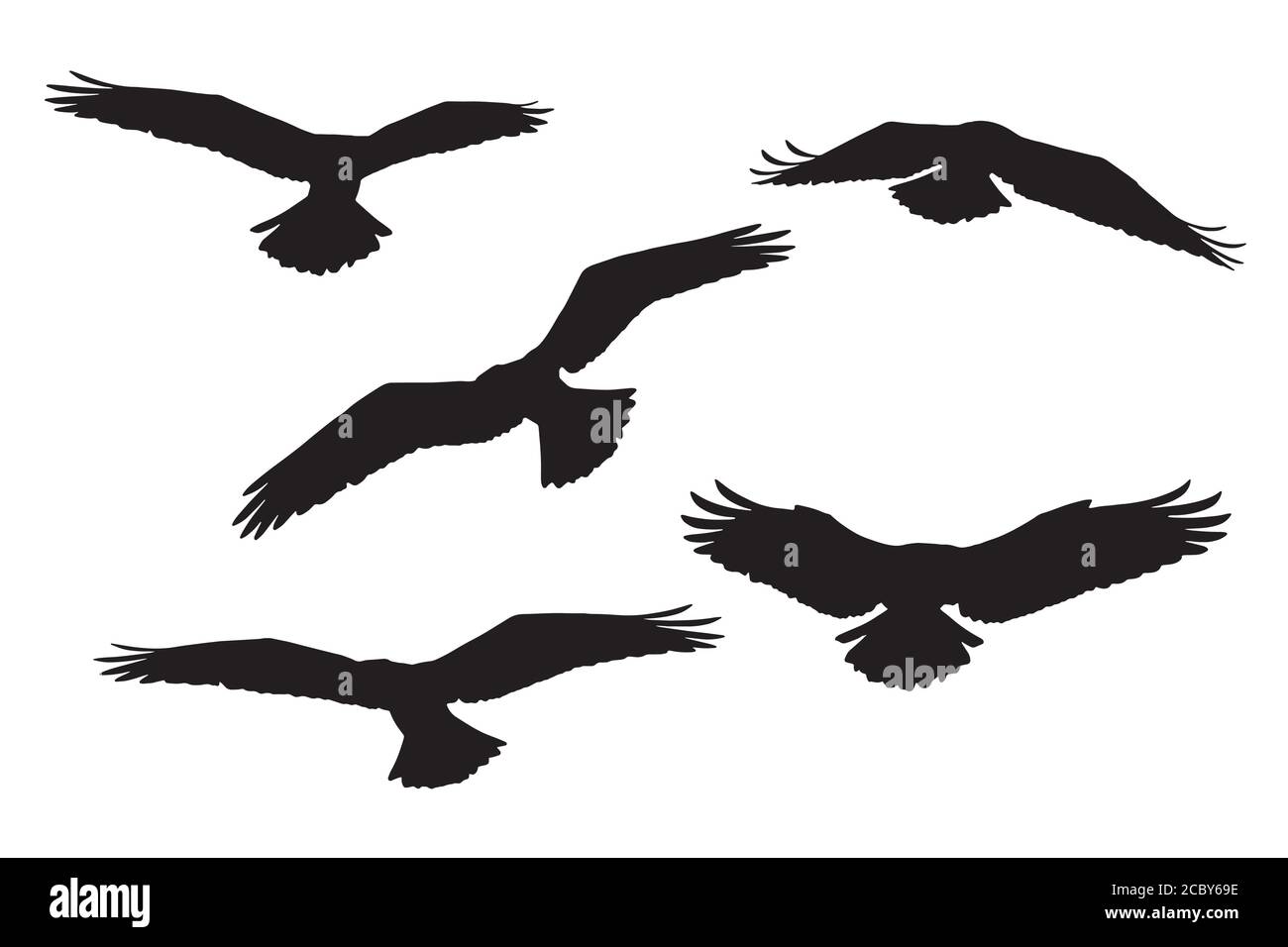 Bird of prey. Vector images. White background Stock Vector Image & Art ...