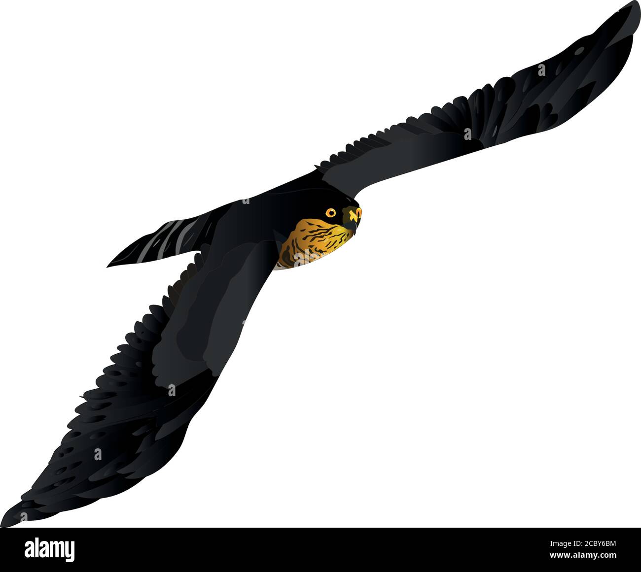 Flying bird. Vector birds. White background. sparrow hawk Stock Vector ...