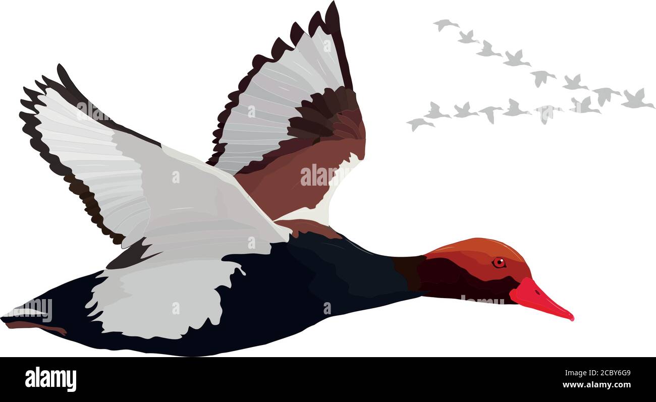 Flying duck. Realistic Vector image. White background. Common Duck: Red ...