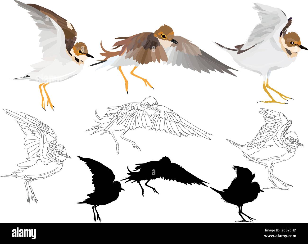 Shore birds. Vector image set. White background Stock Vector Image ...