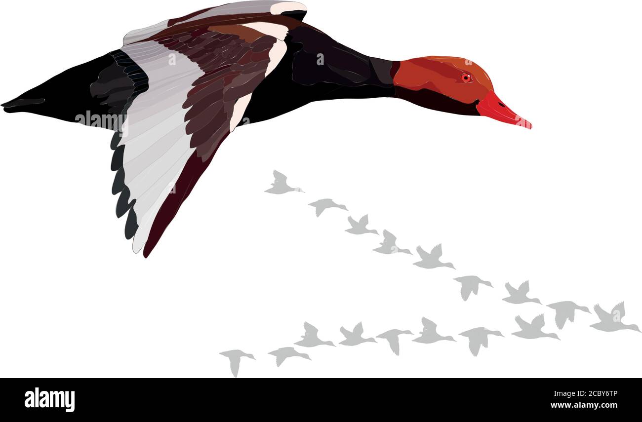 Flying duck. Realistic Vector image. White background. Common Duck: Red ...