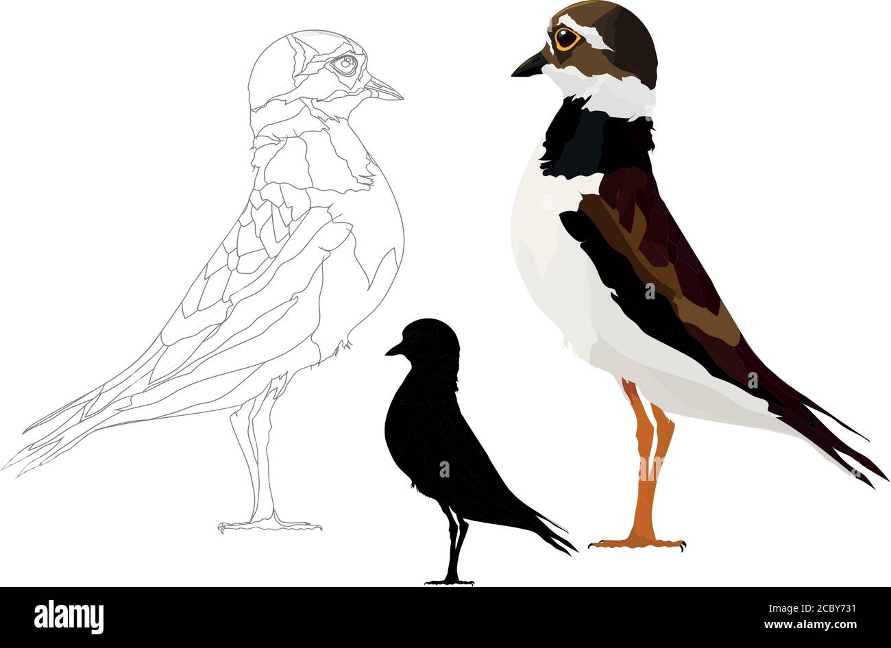 Shore birds. Vector image set. White background Stock Vector Image ...