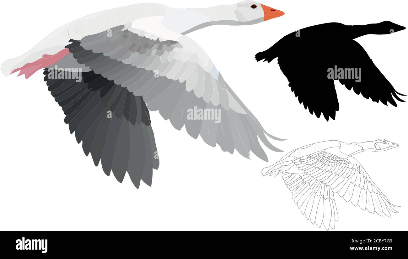 Flying Gooses. Vector image. White background Stock Vector Image & Art ...