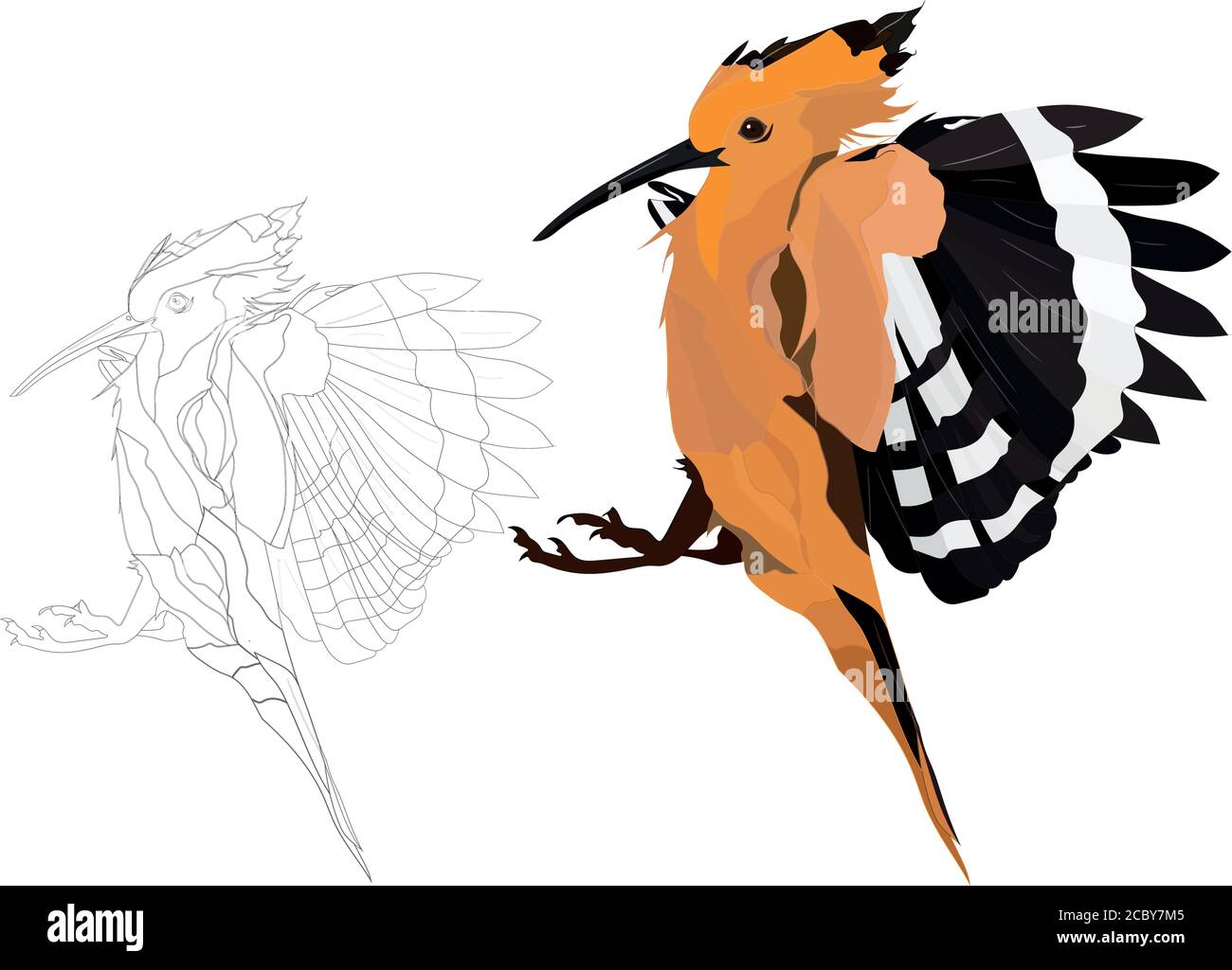 Flying bird. Vector image. Eurasian Hoopoe. White background Stock ...