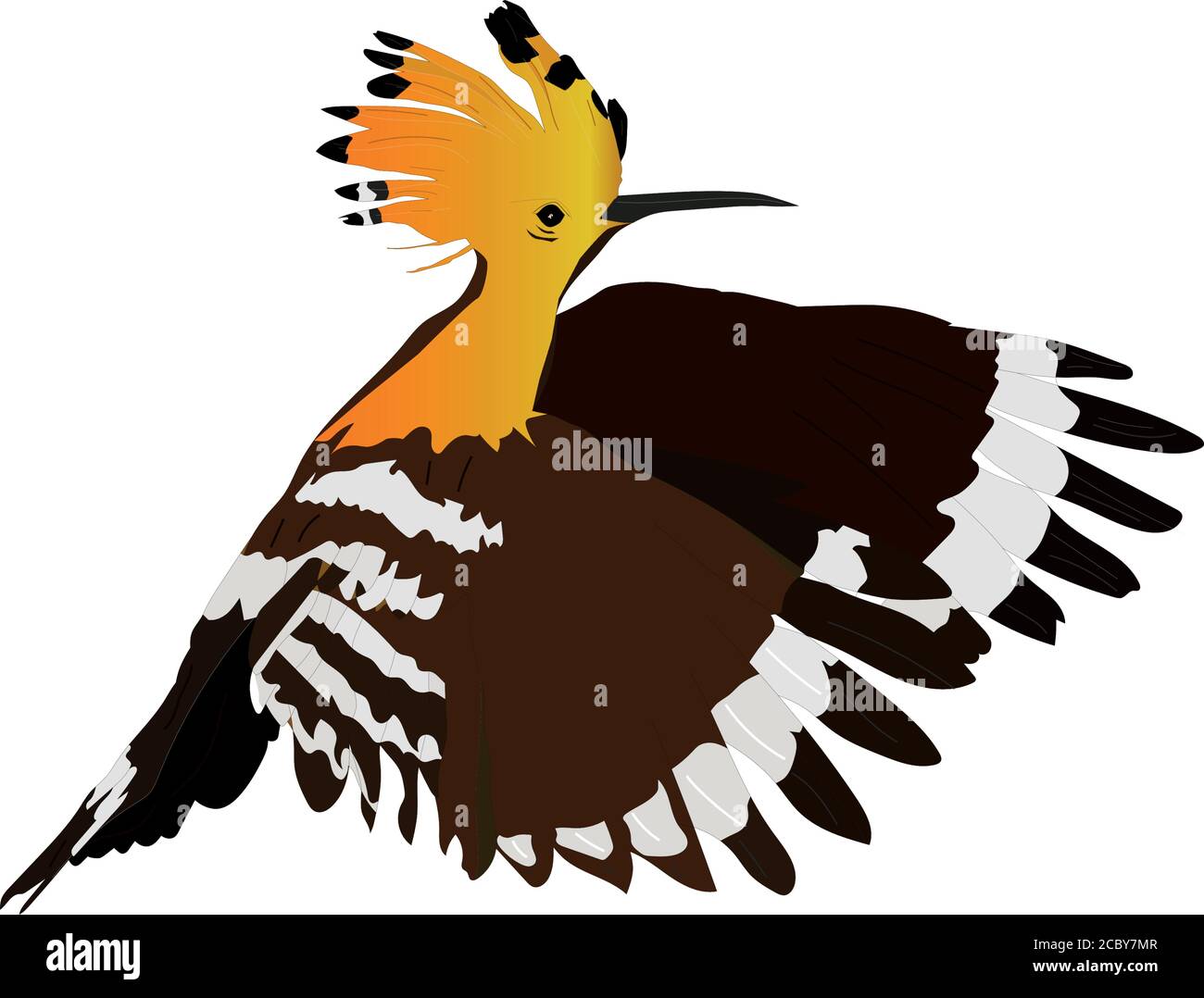 Flying bird. Vector image. Eurasian Hoopoe. White background Stock ...