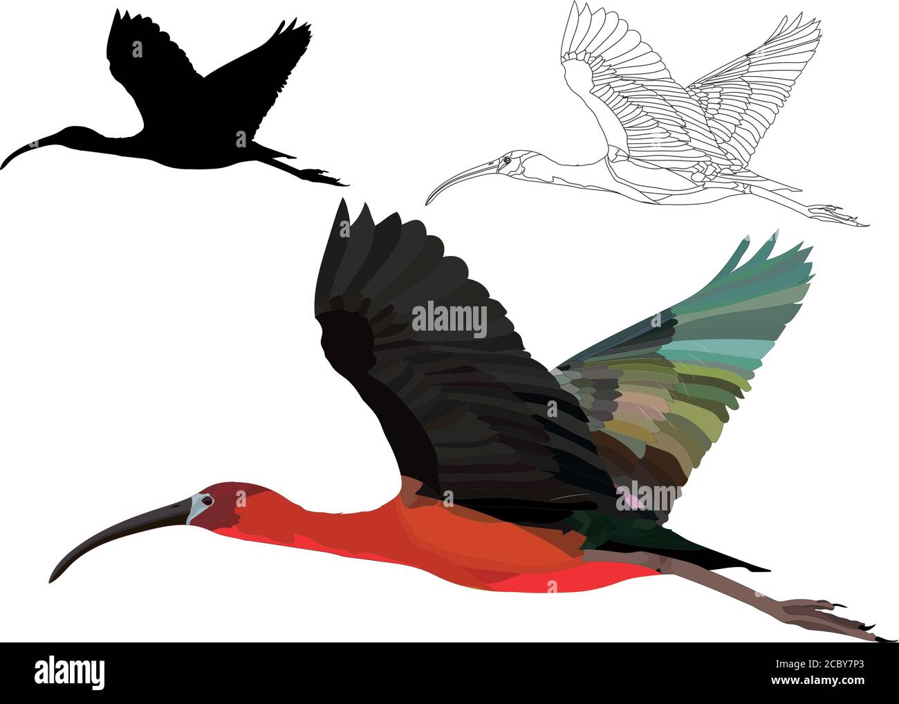 Flying bird. Vector birds. White background. Glossy Ibis Stock Vector ...