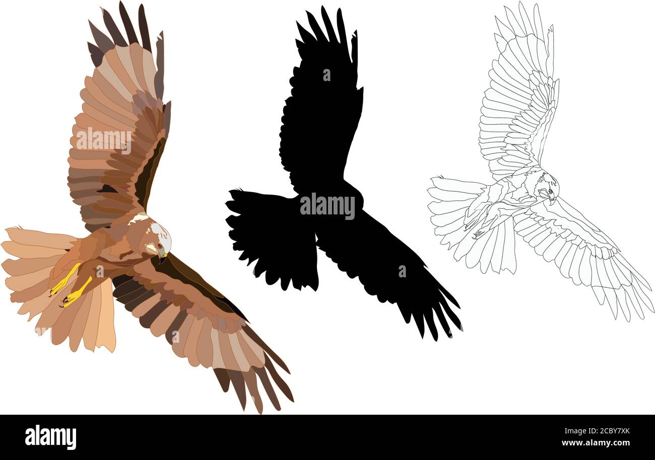 Bird of prey. Vector inages. White background Stock Vector Image & Art ...