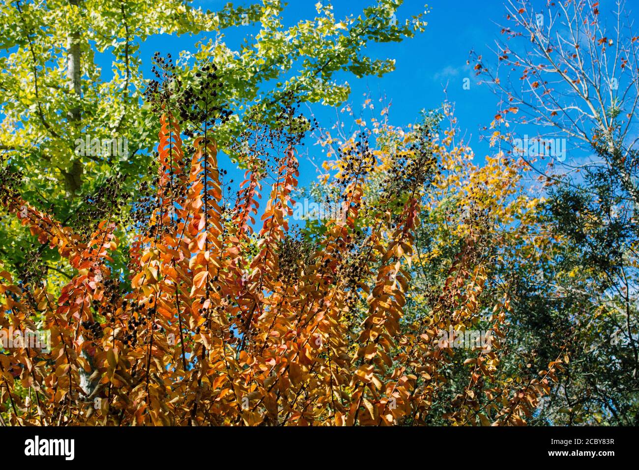Autumn tree leaves texture background. leaf background texture Stock ...